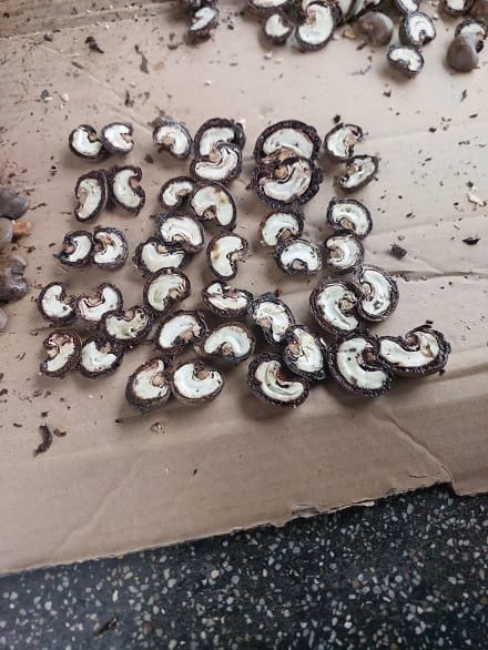 Cashew Processing Unit | Ultra Modern Cashew Processing Plant ...